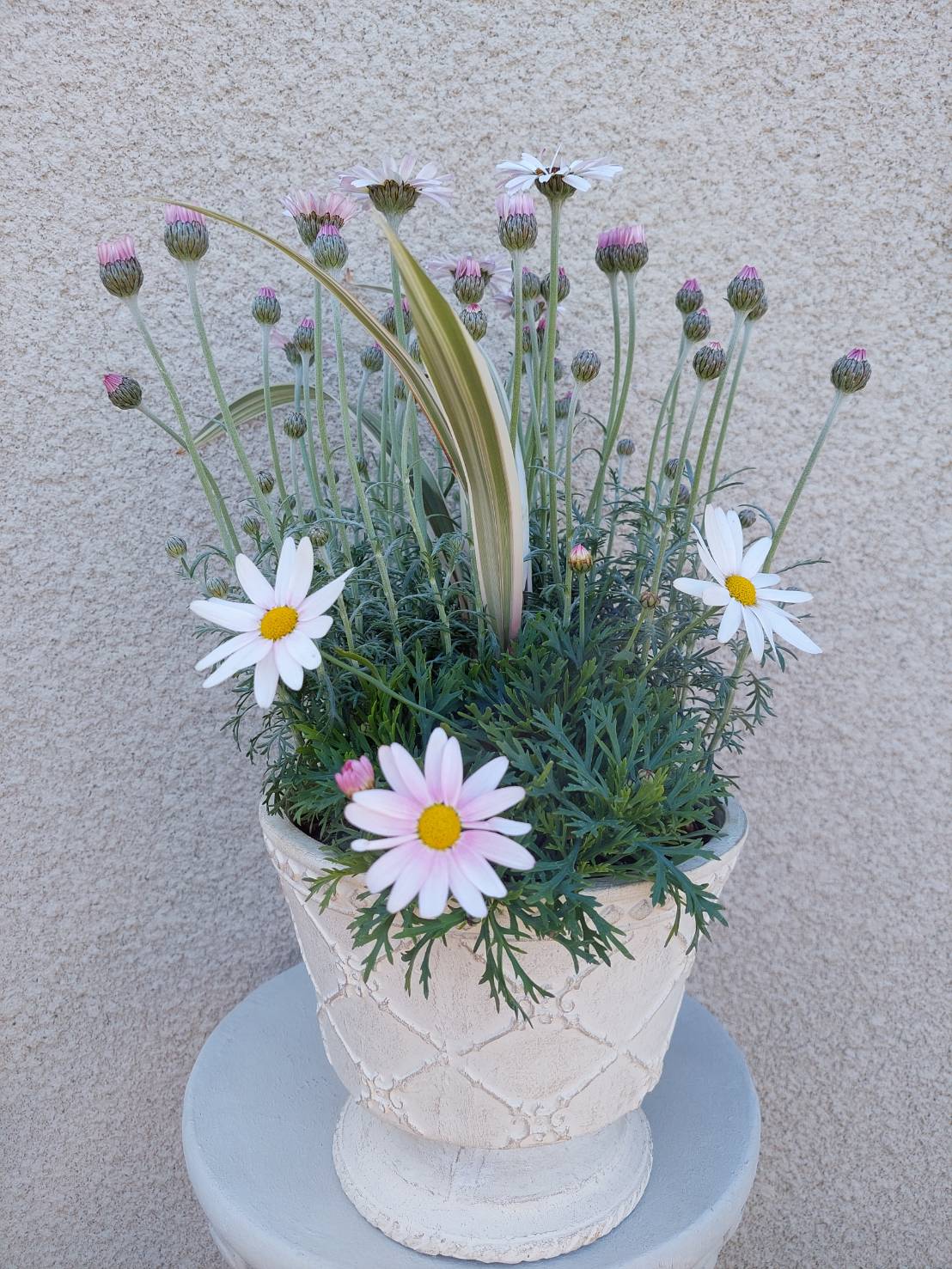 ローダンセマムとマーガレット | ガーデン ウイング青葉